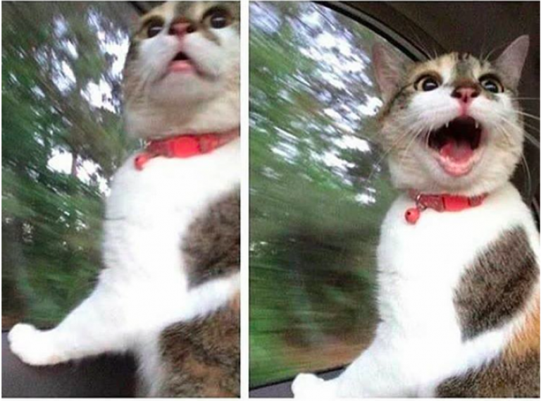 A legjobb macskás mémek!